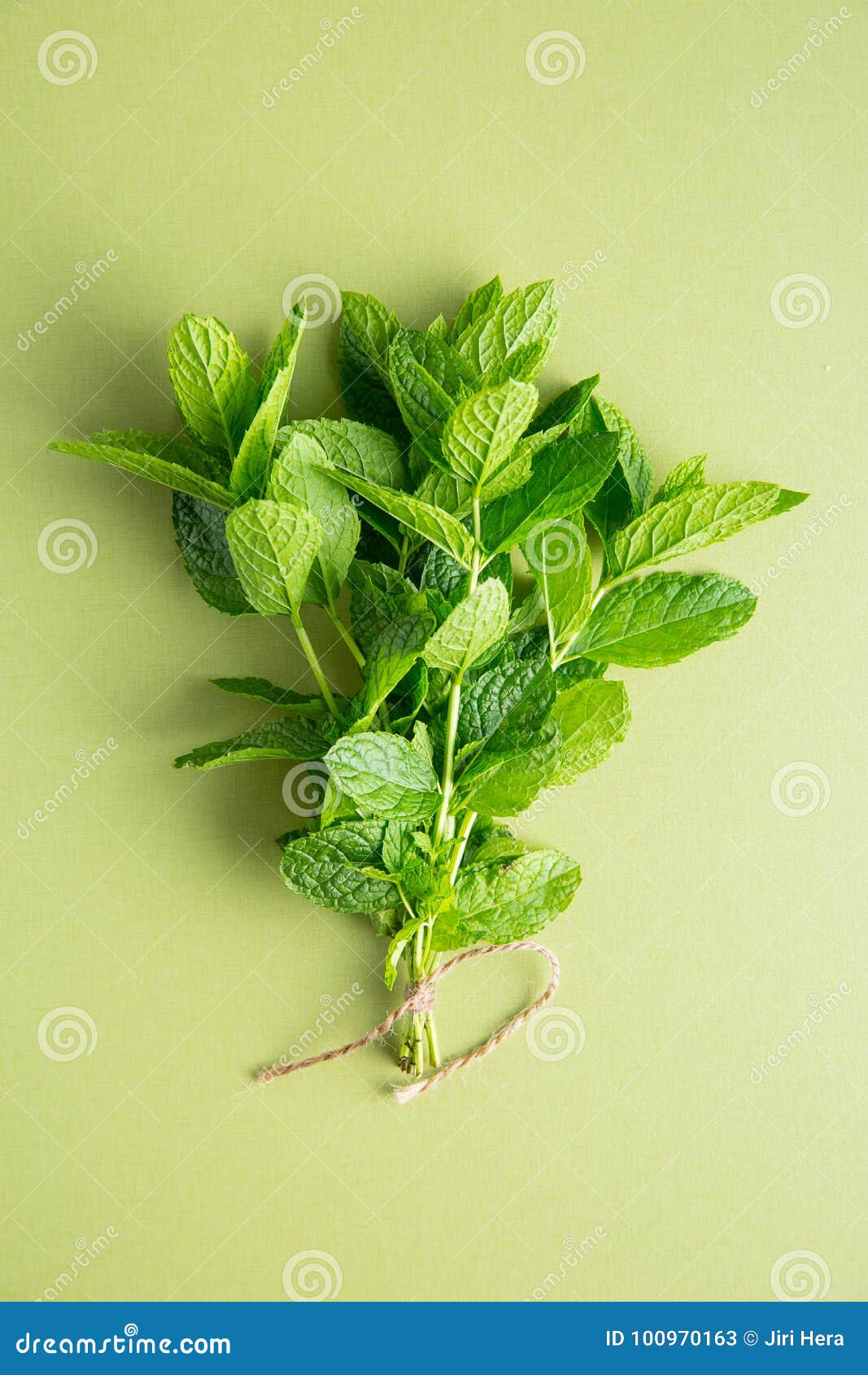 Branch mint leaves. stock image. Image of mint, medicine - 100970163