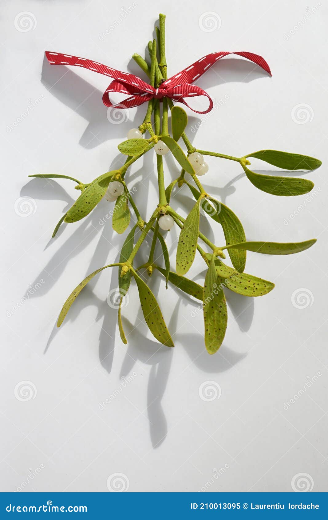 Branch of Mistletoe with Ribbon Stock Image - Image of beautiful ...