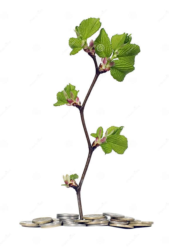 Branch and money stock photo. Image of growth, money - 14260894