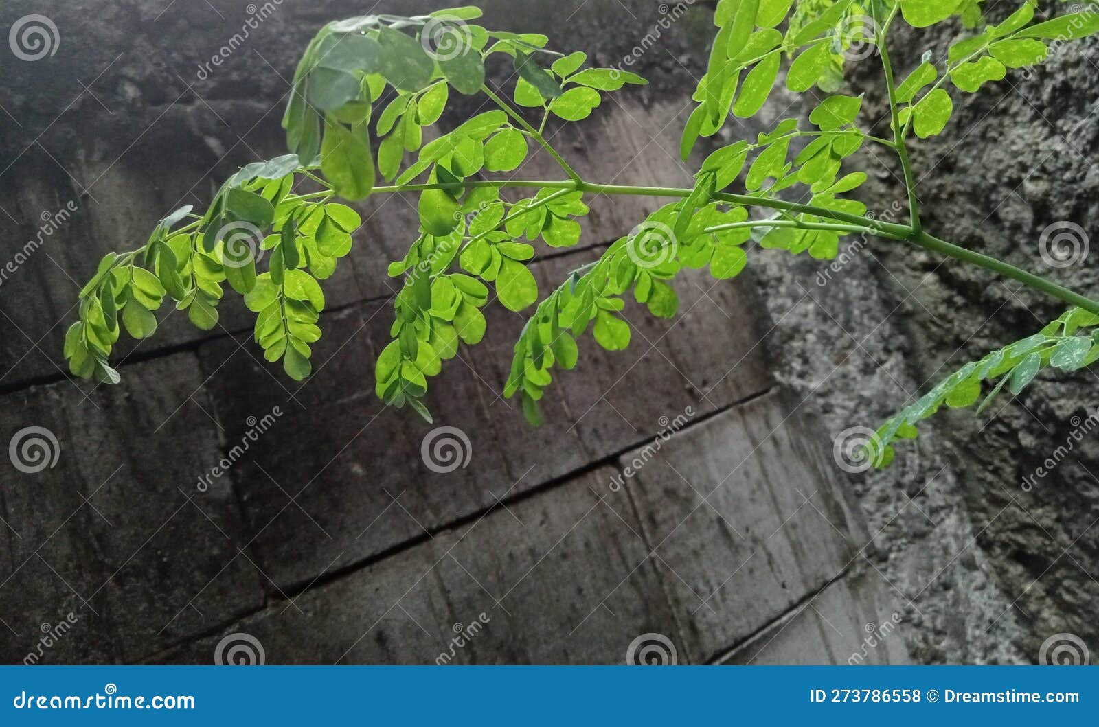 Branch of Moringa Tree Grow beside the Wall Stock Photo - Image of ...