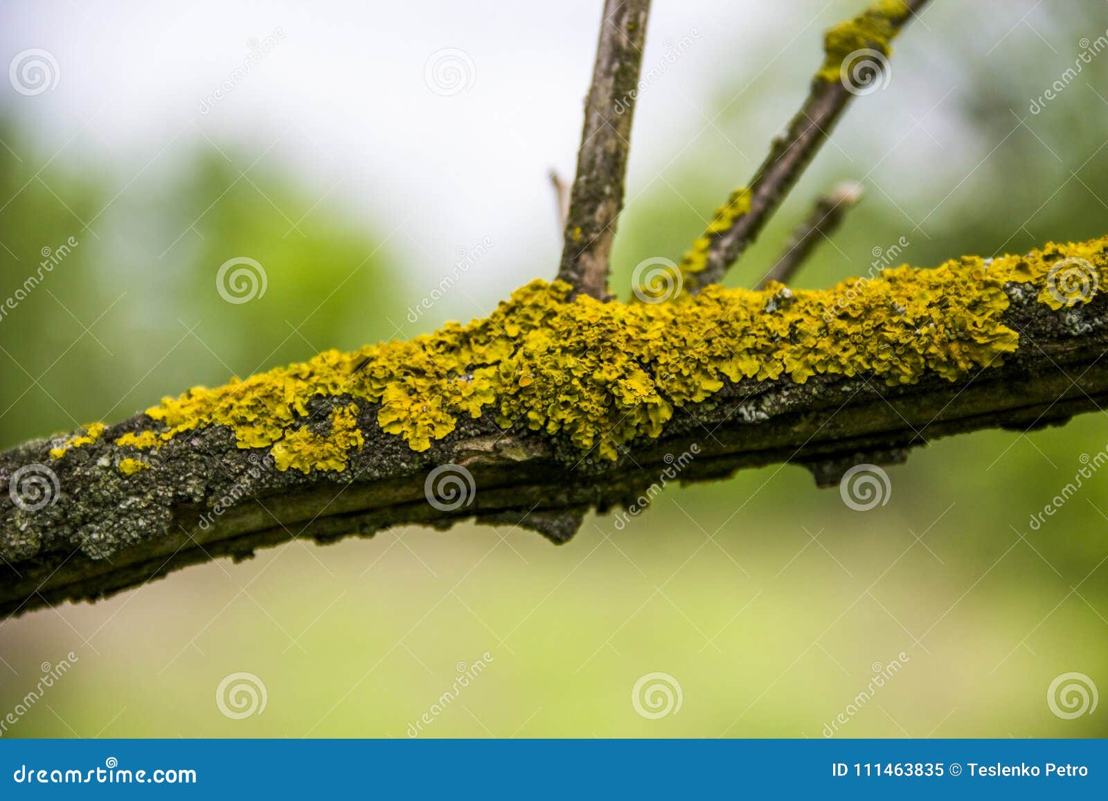 Branch with moss stock image. Image of lichen, plant - 111463835