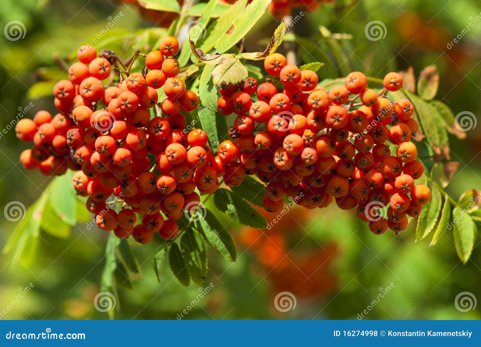 Branch of Mountain Ash with Ripe Fruits Stock Photo - Image of outdoors ...