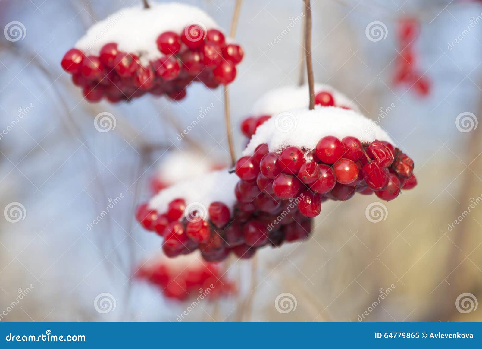 A Branch of the Mountain Ash Under Snow Stock Image - Image of beauty ...
