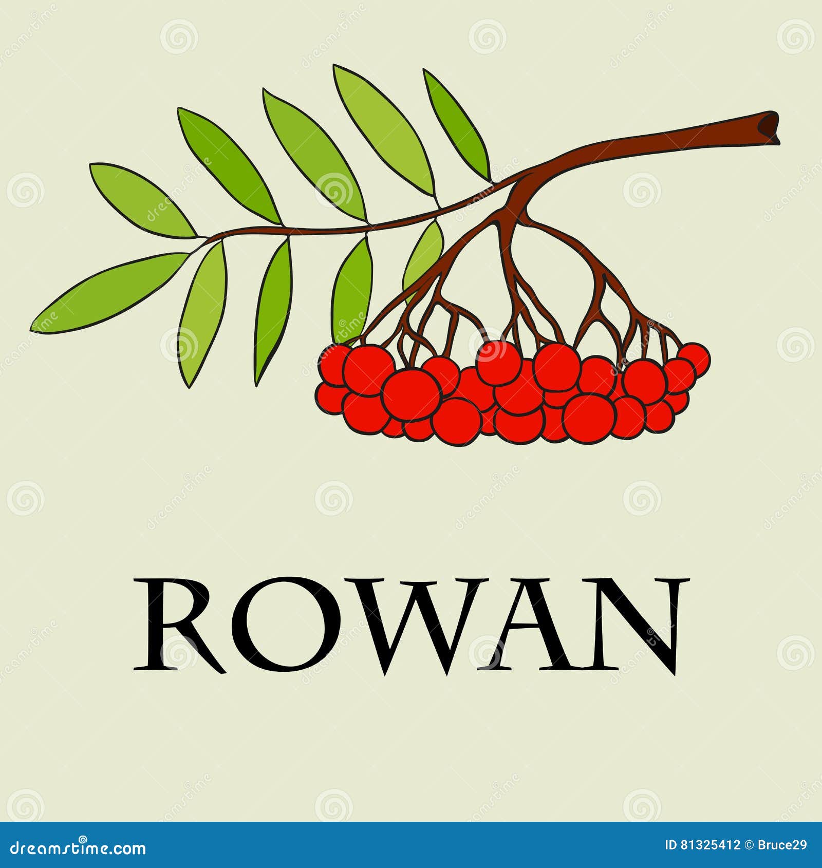 A branch of mountain ash. stock vector. Illustration of green - 81325412