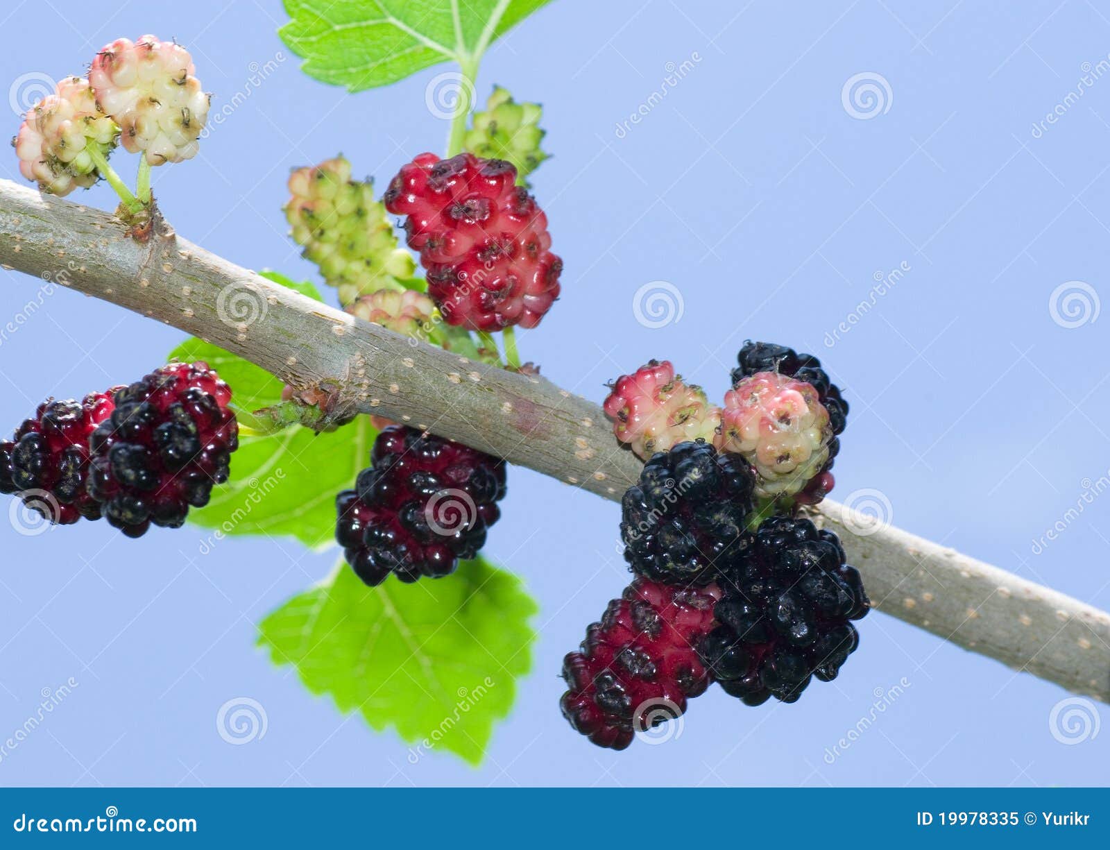 Branch of Mulberry Tree with Fruits Stock Image - Image of berry ...
