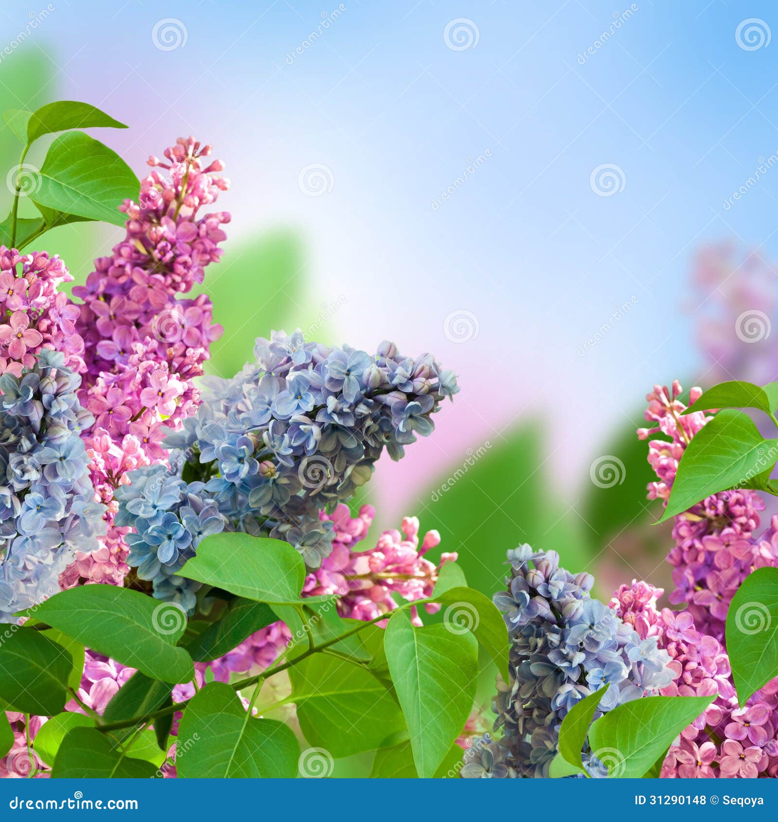 Branch of a Multi-colored Syringa, Spring Stock Photo - Image of blue ...
