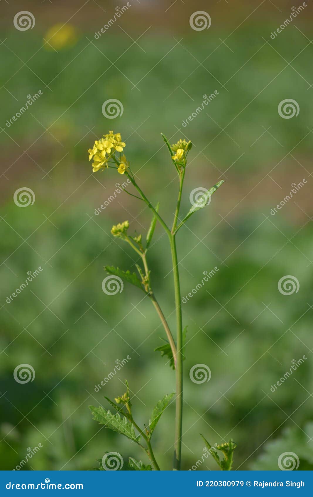 A branch of mustard tree stock image. Image of green - 220300979