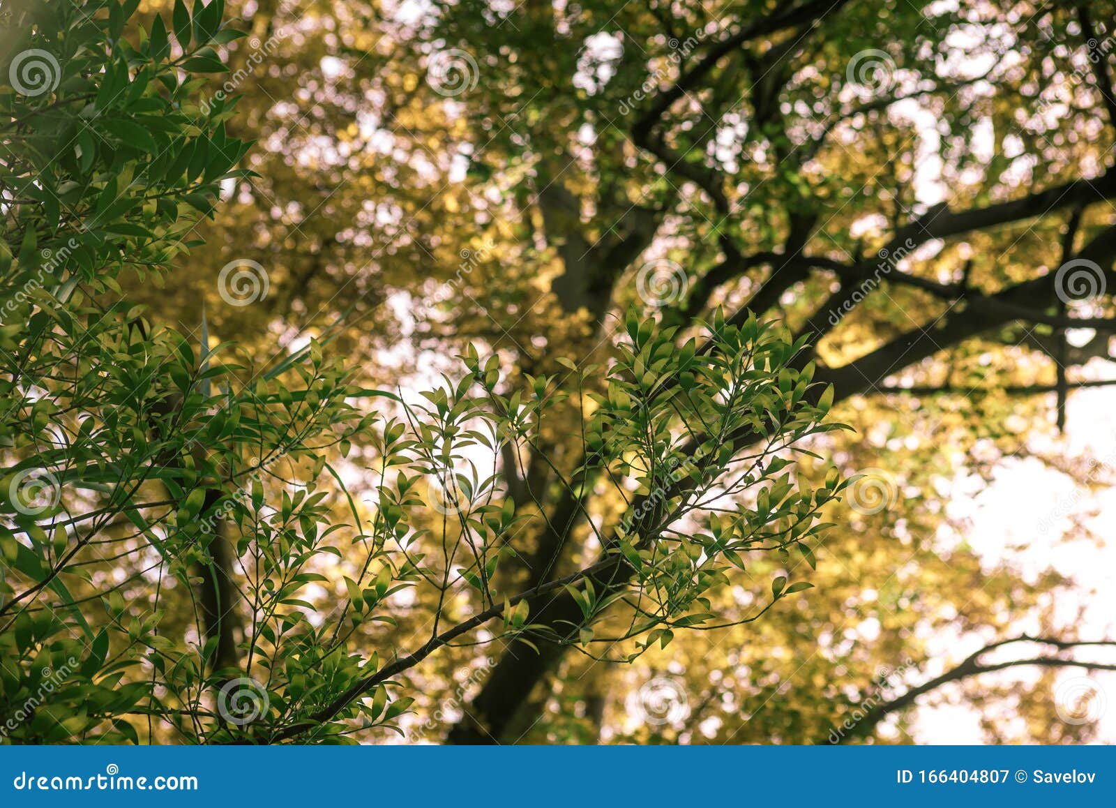 Branch Nagea Nagi with Leaves on the Background of Tree Stock Image ...