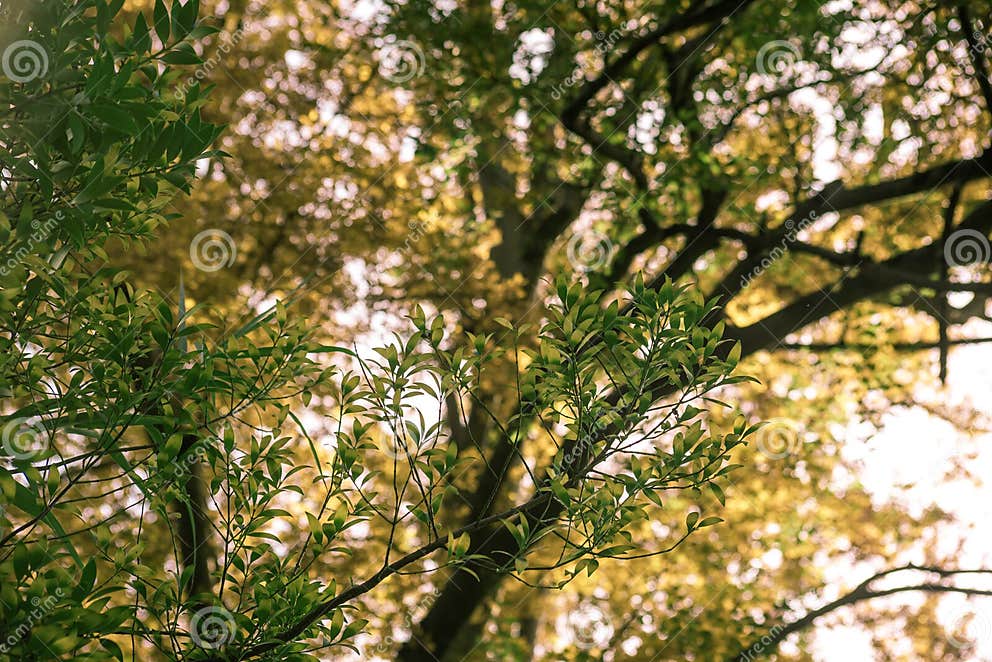 Branch Nagea Nagi with Leaves on the Background of Tree Stock Image ...