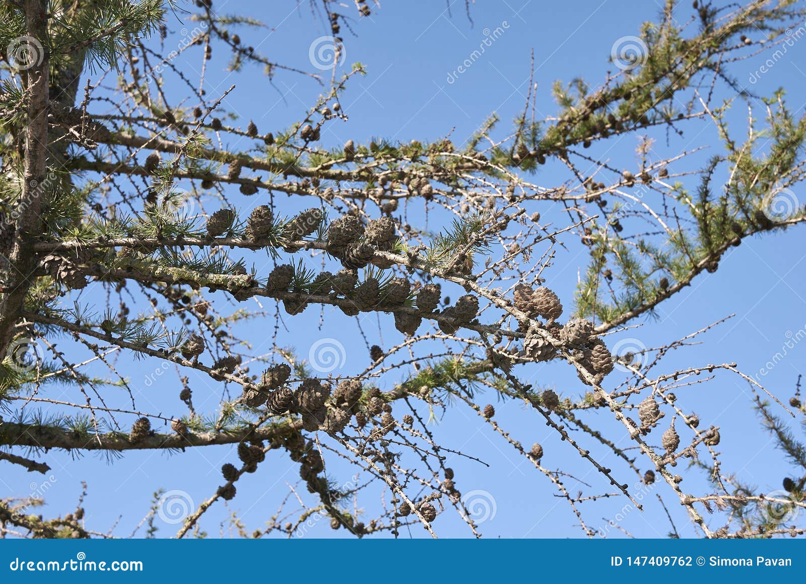 Larix evergreen tree stock photo. Image of deciduous - 147409762