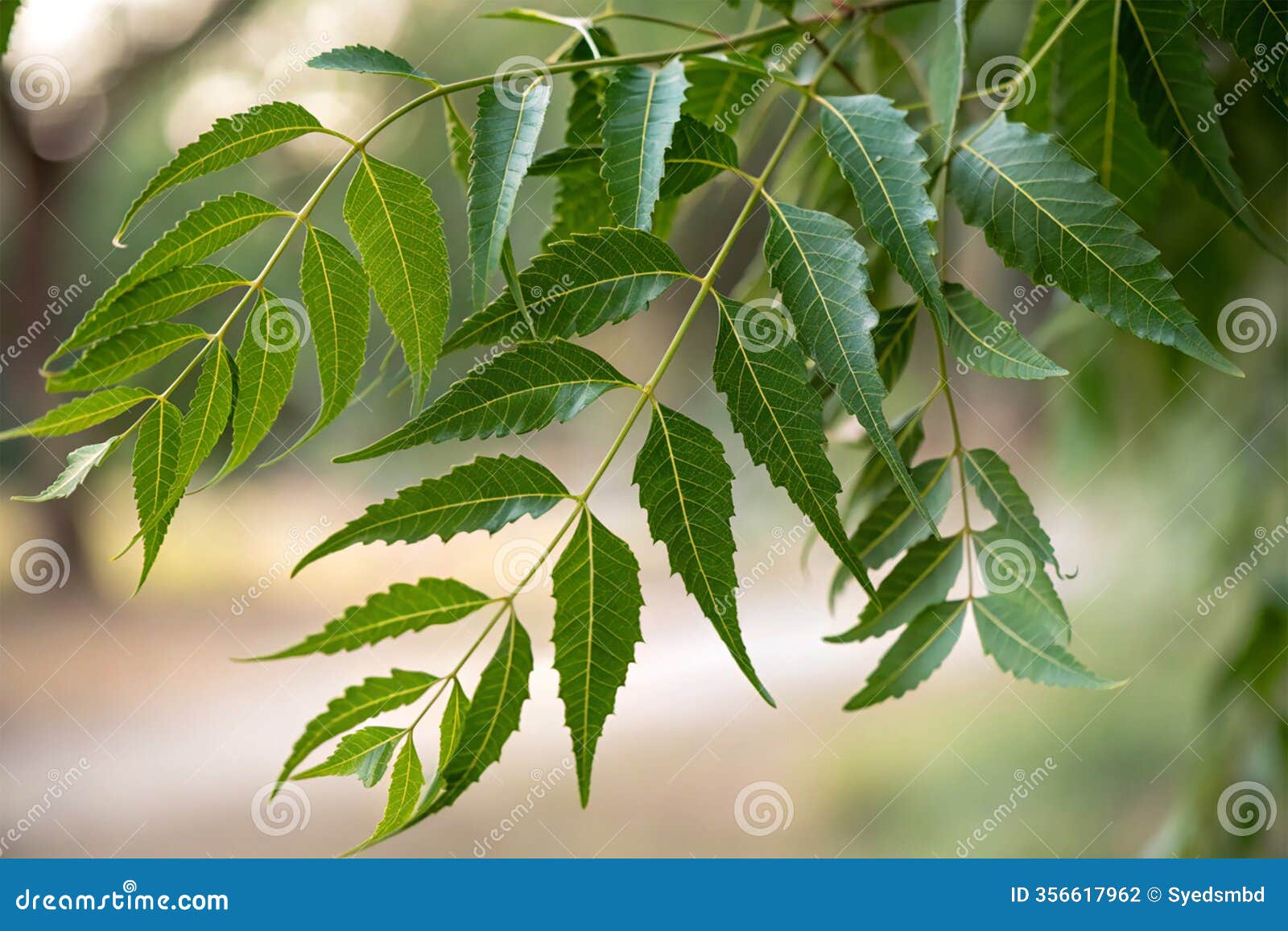 Neem Leaves Vector Illustration Neam Tree | CartoonDealer.com #232575806