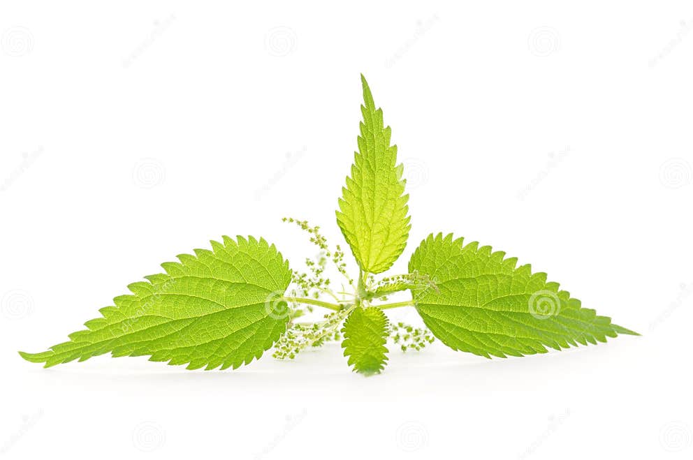 Branch of nettle stock image. Image of plant, isolated - 6358843