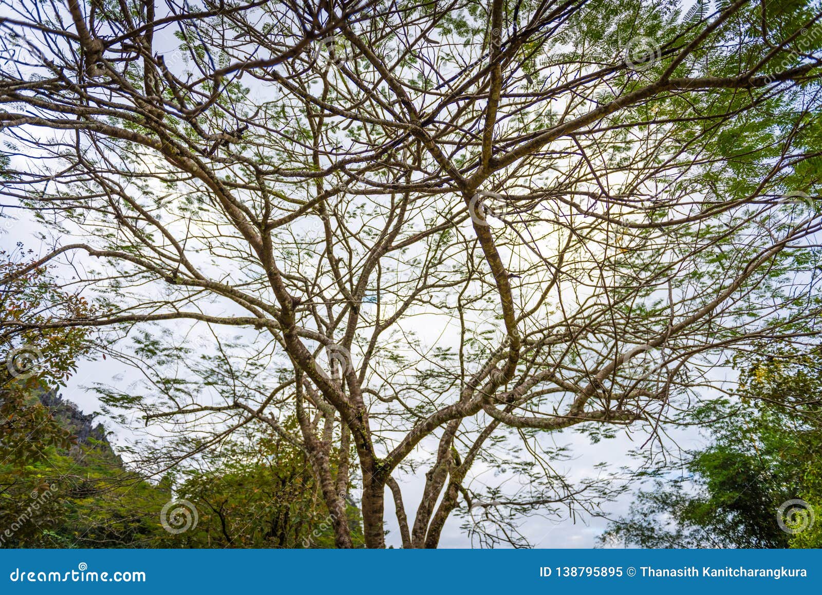 Branch of No Leaf Tree in the Forest Stock Image - Image of green ...