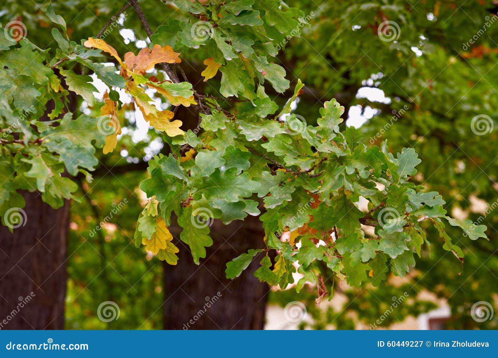 A branch of oak leaves stock image. Image of branch, closeup - 60449227