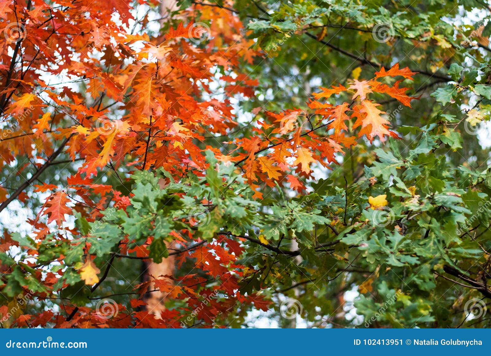 Branch of an Oak with Multi-colored Autumn Leaves Stock Image - Image ...