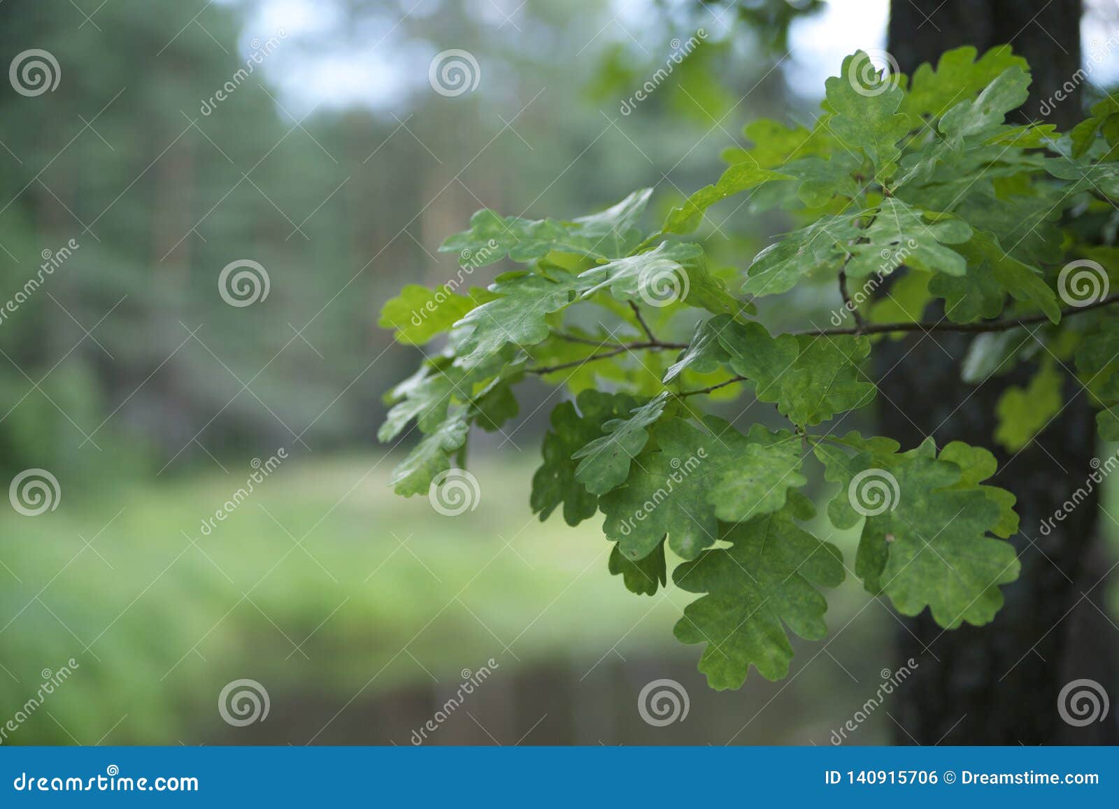 A Branch of an Oak Tree with Leaves Stock Photo - Image of summer, leaf ...