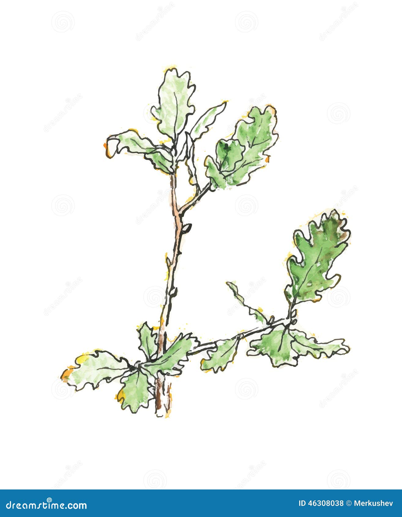 The branch of oak tree stock vector. Illustration of tree - 46308038