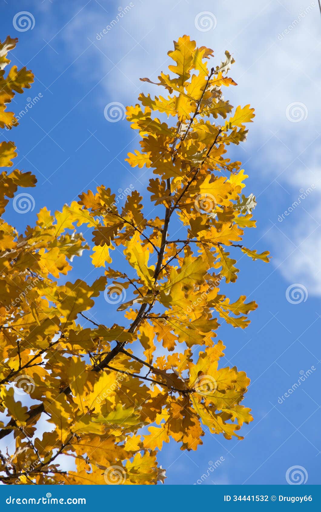 Branch of Oak Tree with Yellow Autumn Leaves Stock Photo - Image of ...