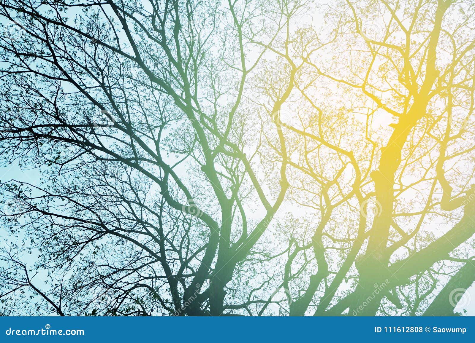 Branch Old Tree Fantasy Wallpaper. Stock Photo - Image of glow, branch ...