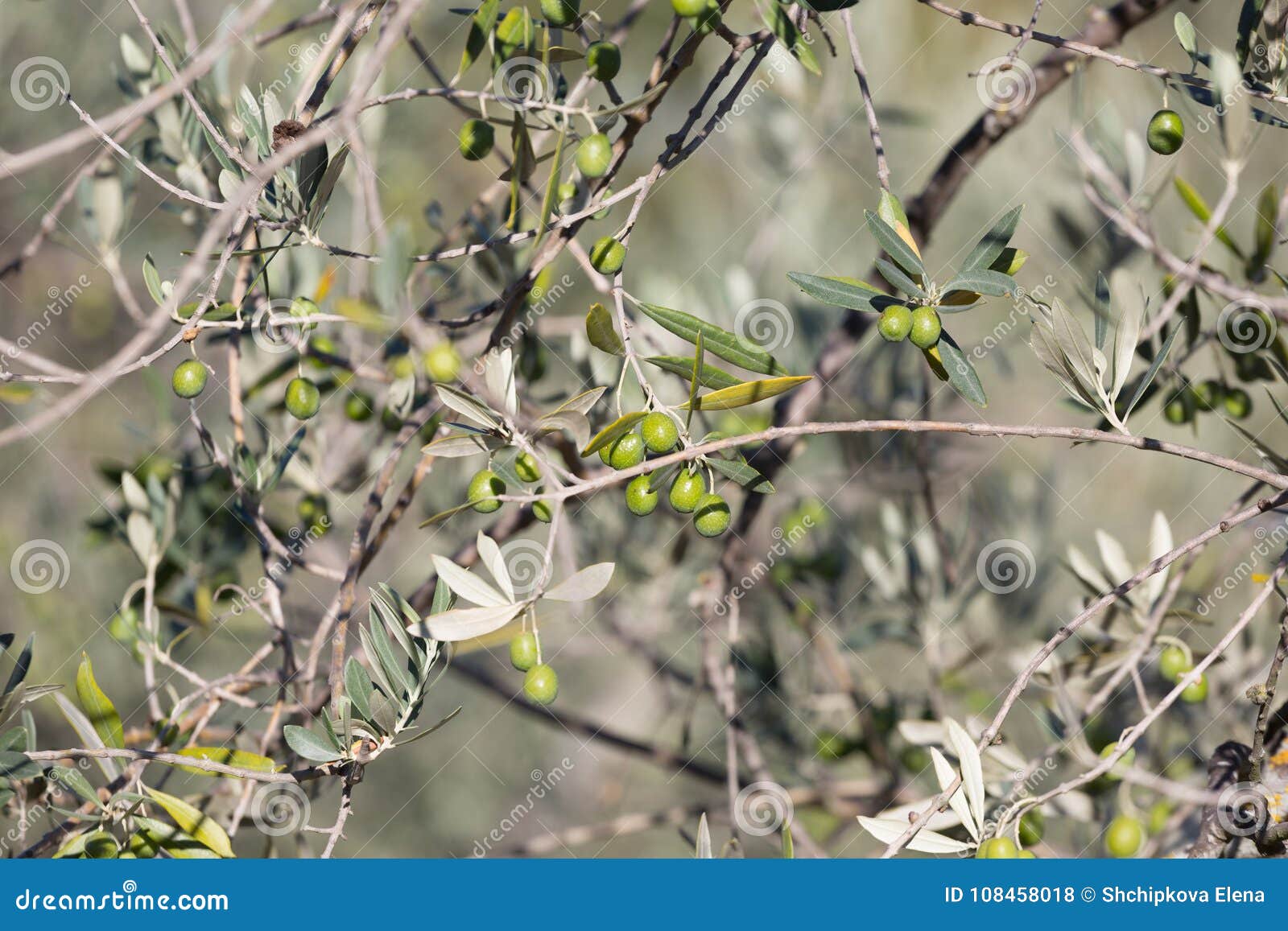 Branch of an olive tree stock photo. Image of italy - 108458018