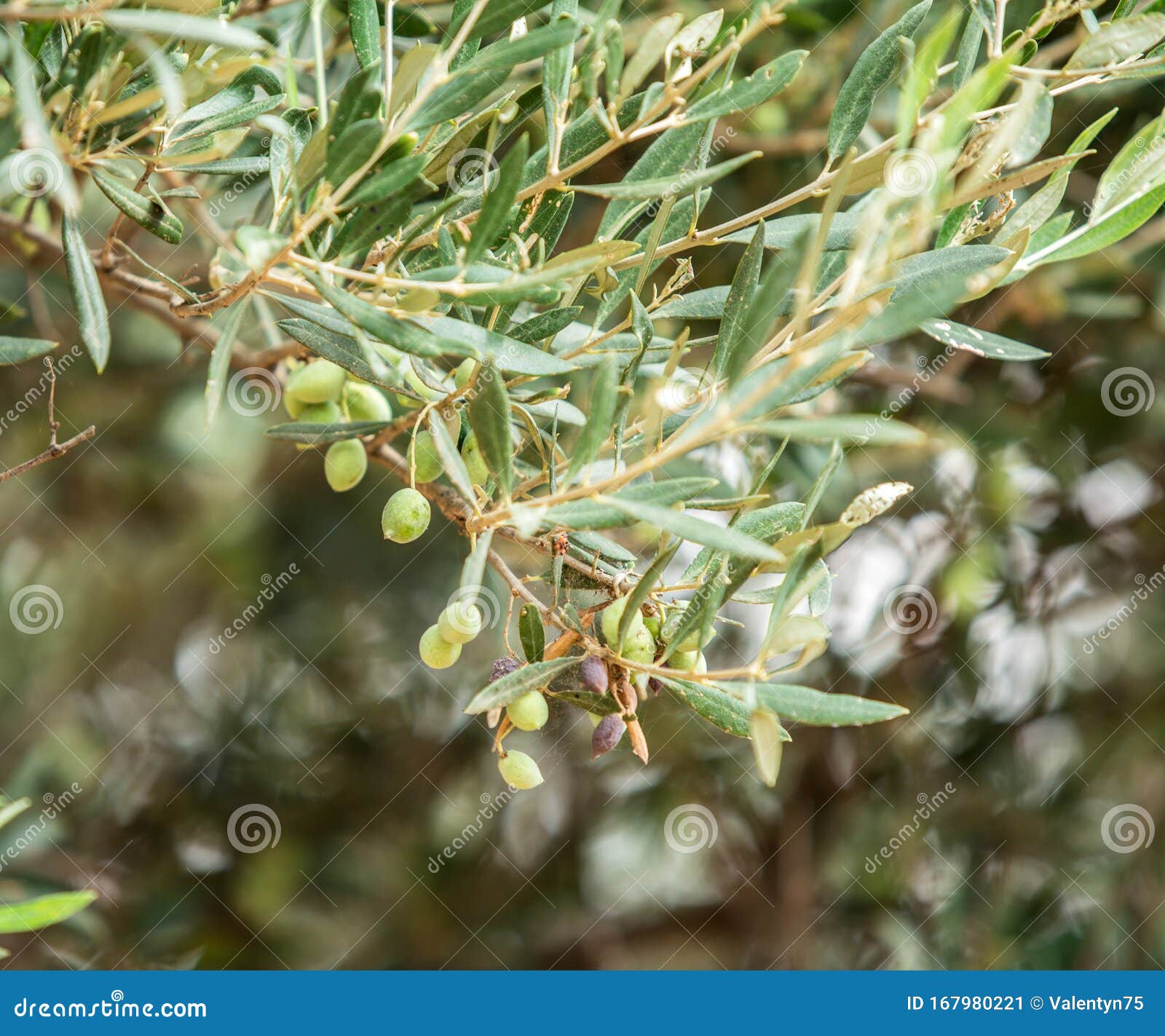 Branch of Olive Tree with Berries on it. Closeup Stock Image - Image of ...