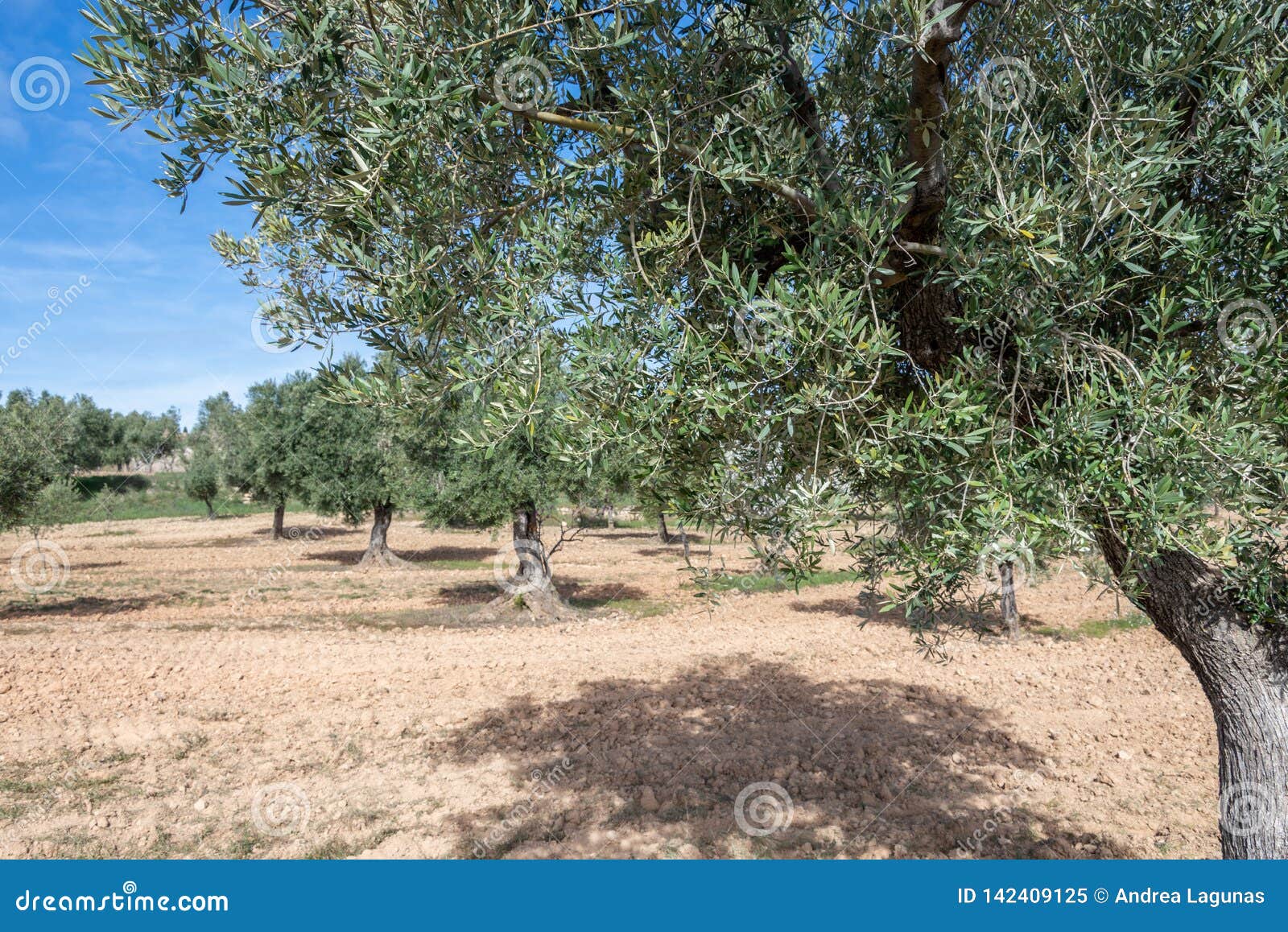 Branch of Olive Tree in the Field Stock Image - Image of mediterranean ...