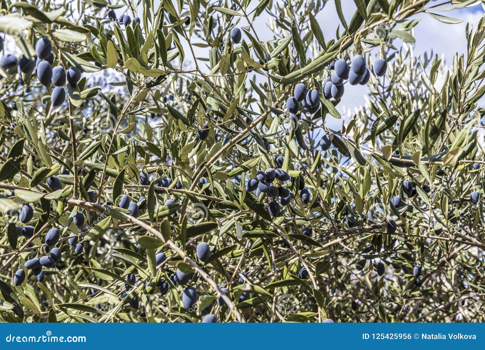 Branch of Olive Tree with Ripe Blue Berries Stock Photo - Image of ripe ...