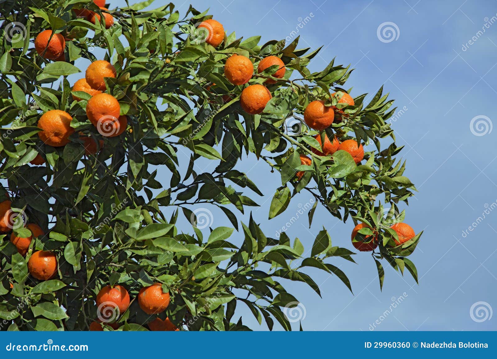 Orange tree stock photo. Image of freshness, organic - 29960360