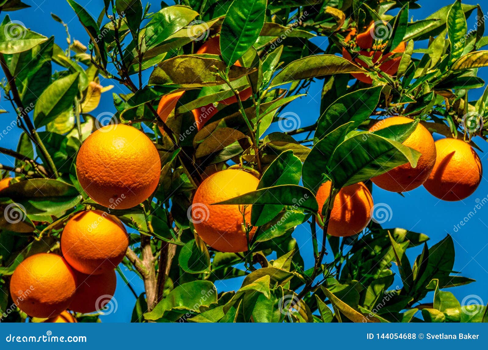Branch of Orange Tree with Fruits in the Garden Stock Photo - Image of ...
