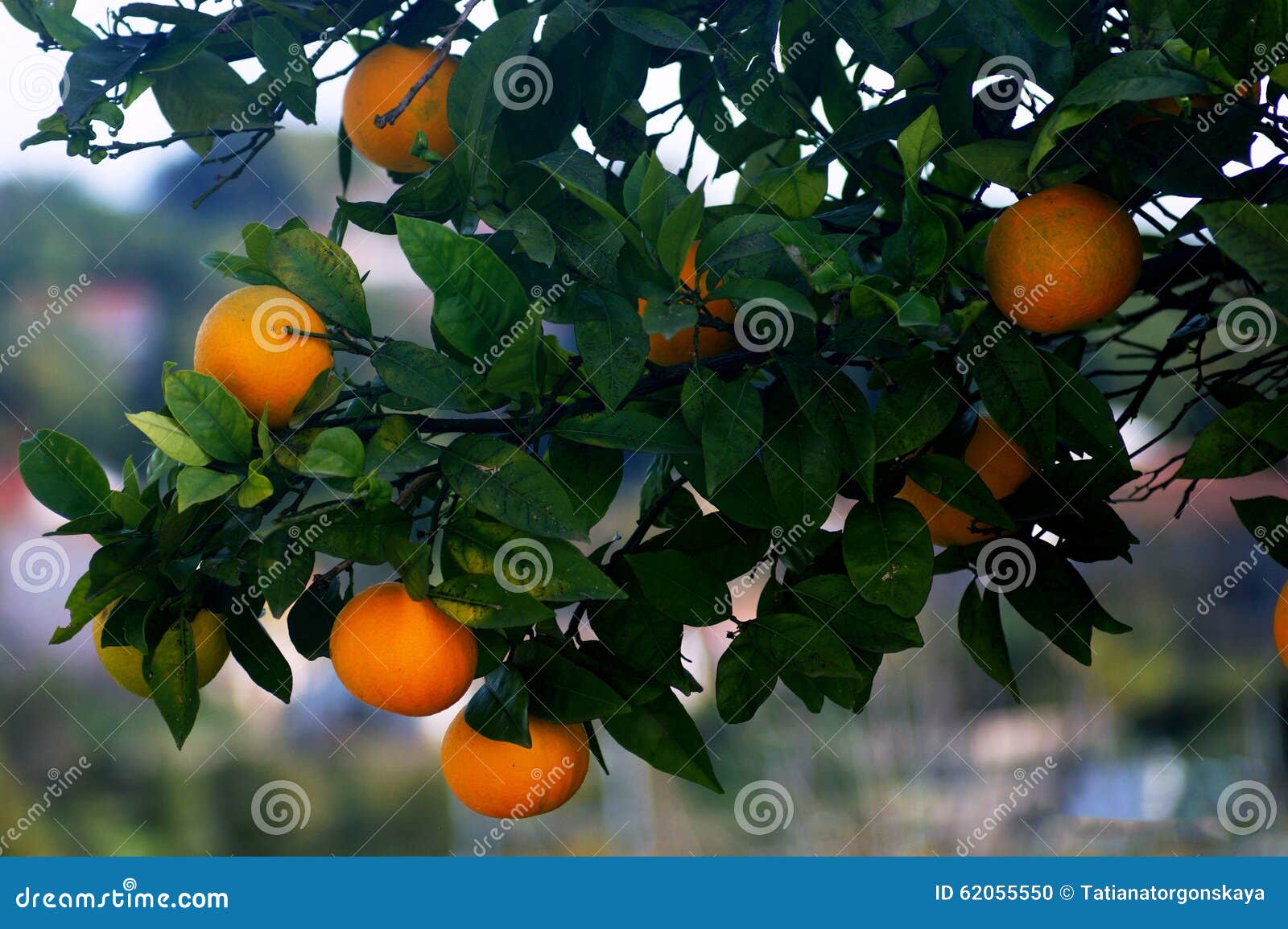 Branch with oranges stock photo. Image of foliage, fruitful - 62055550