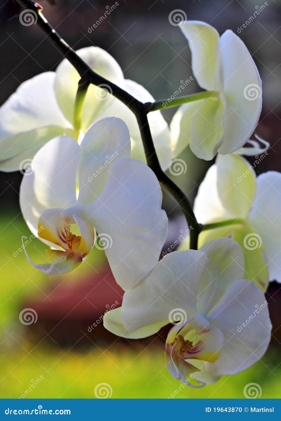 Branch of an orchid stock photo. Image of beauty, white - 19643870