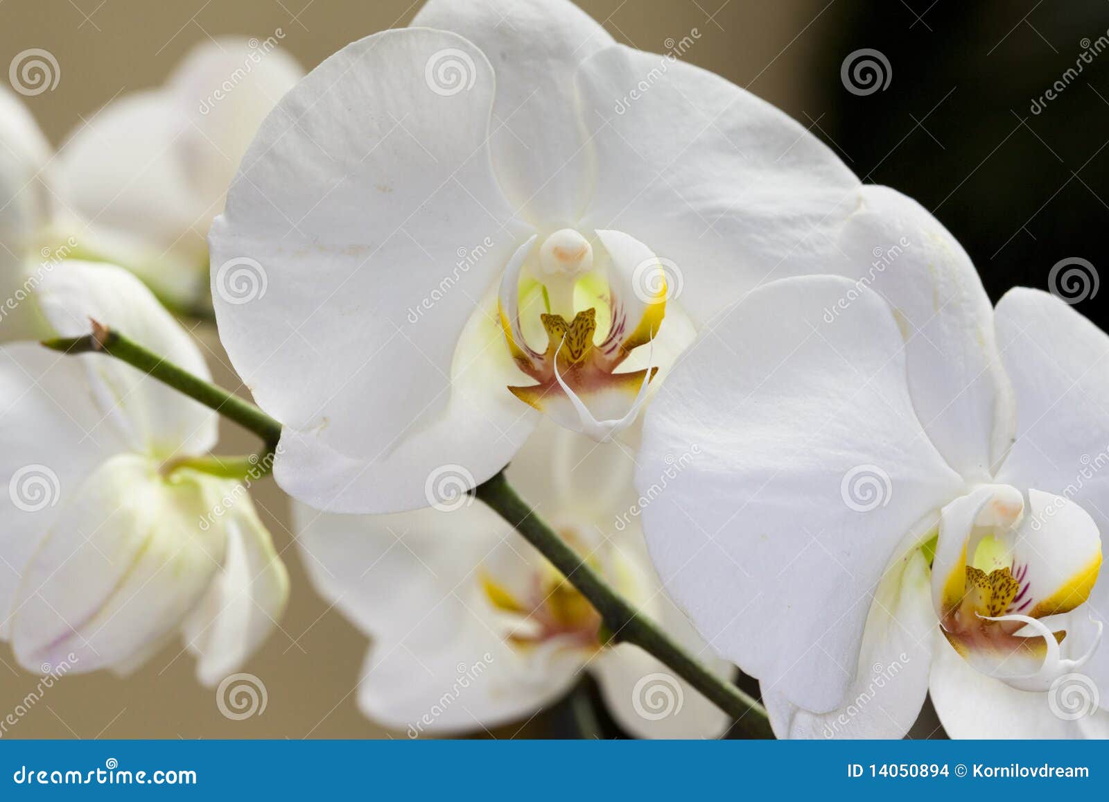 Branch of orchid flowers stock photo. Image of freshness - 14050894