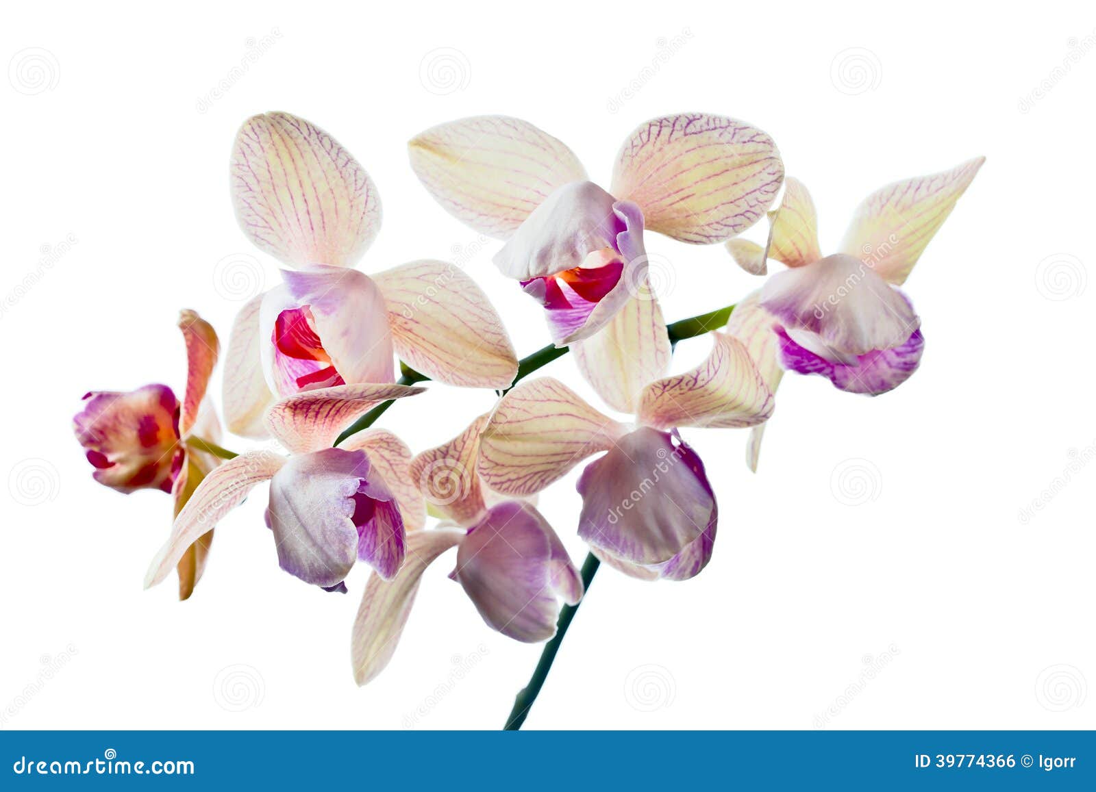 Branch of Orchid Isolated on White Stock Photo - Image of blooming ...