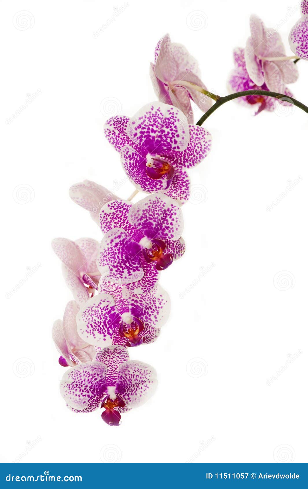 A branch of orchids stock image. Image of branch, exotic - 11511057