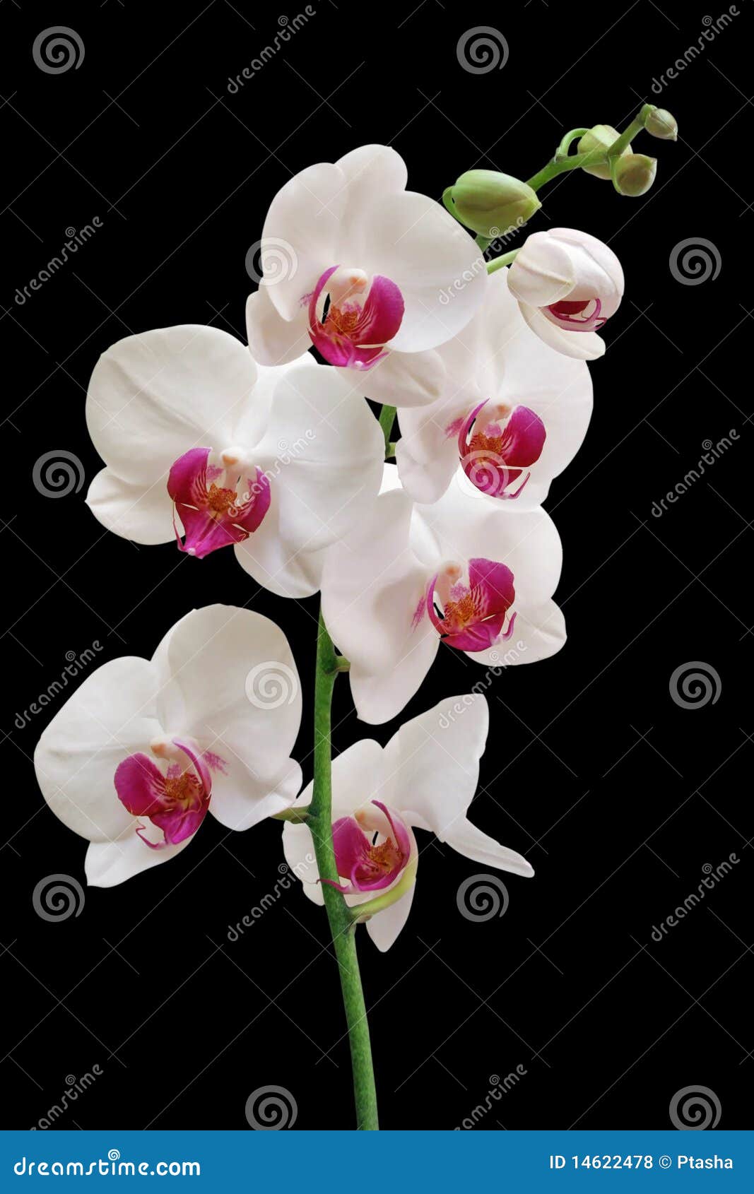 Branch orchids stock photo. Image of orchid, botany, isolated - 14622478