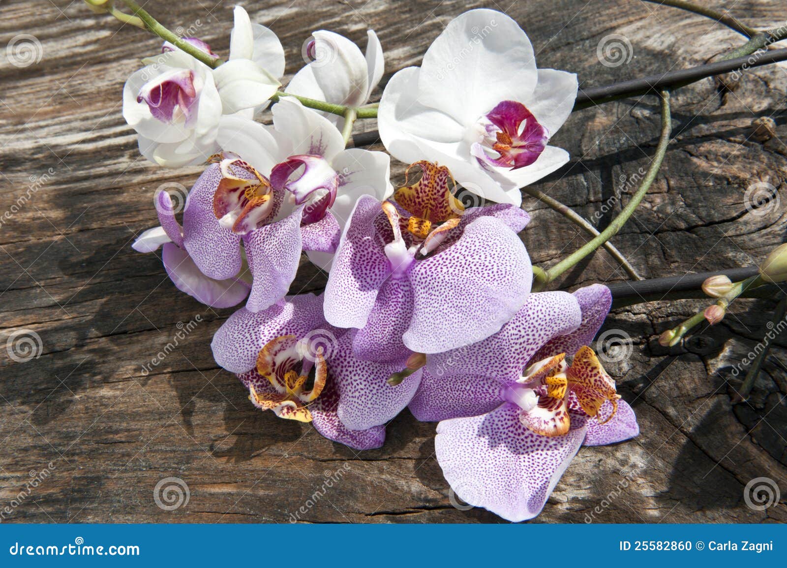 A branch of orchids stock photo. Image of bloom, flora - 25582860