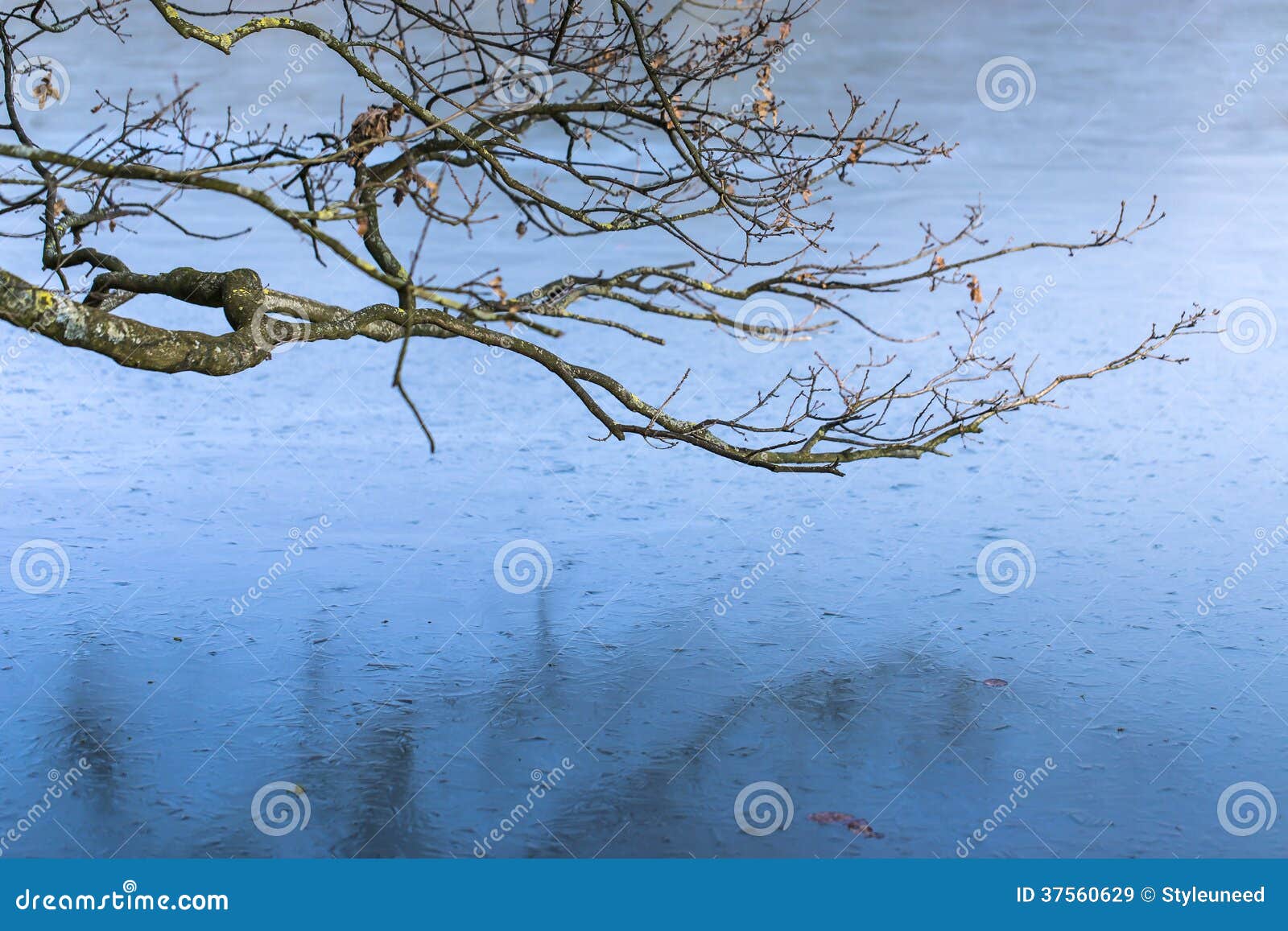 Branch over frozen water stock image. Image of lake, branches - 37560629