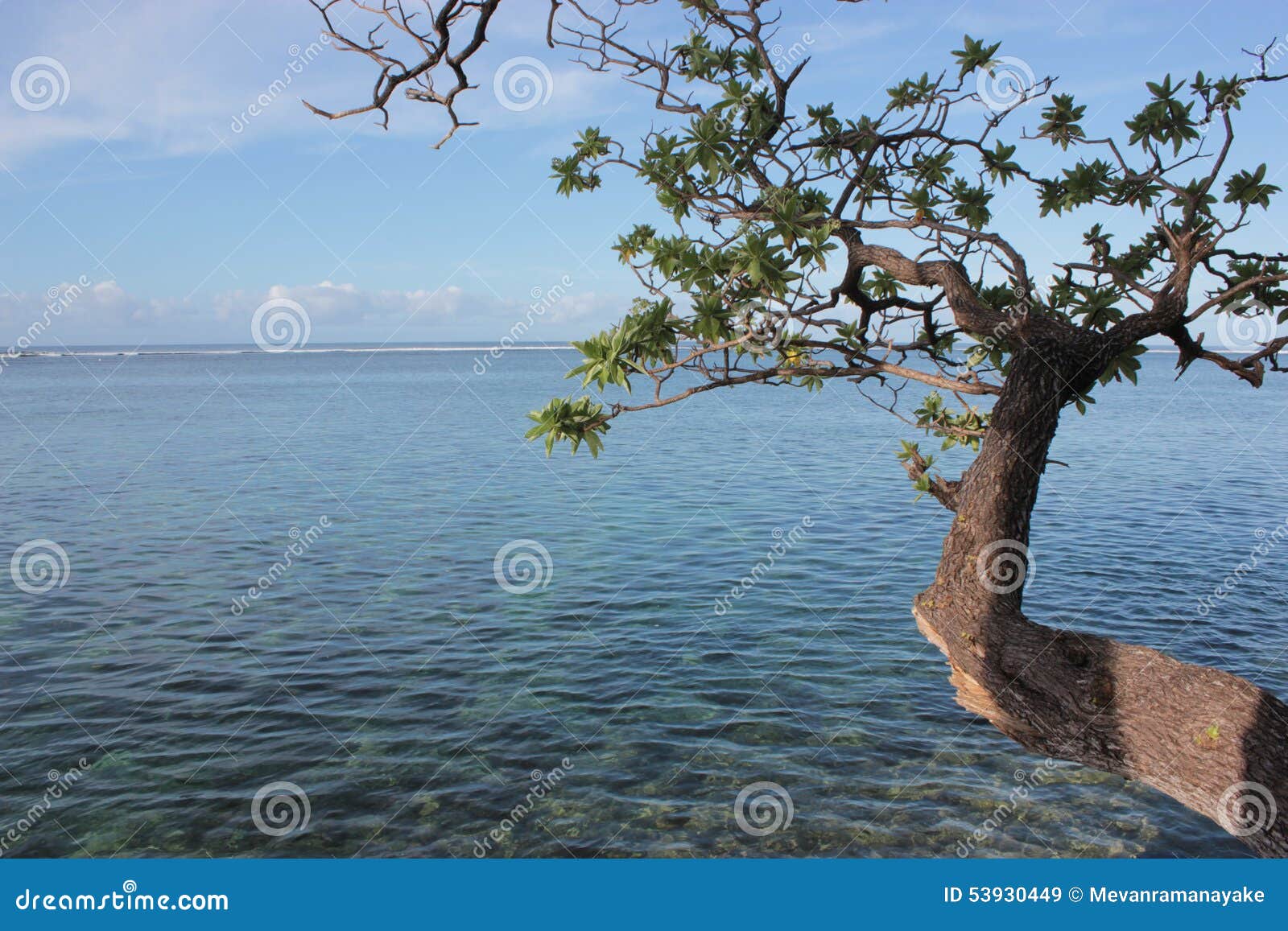 Branch over lagoon stock image. Image of island, beach - 53930449