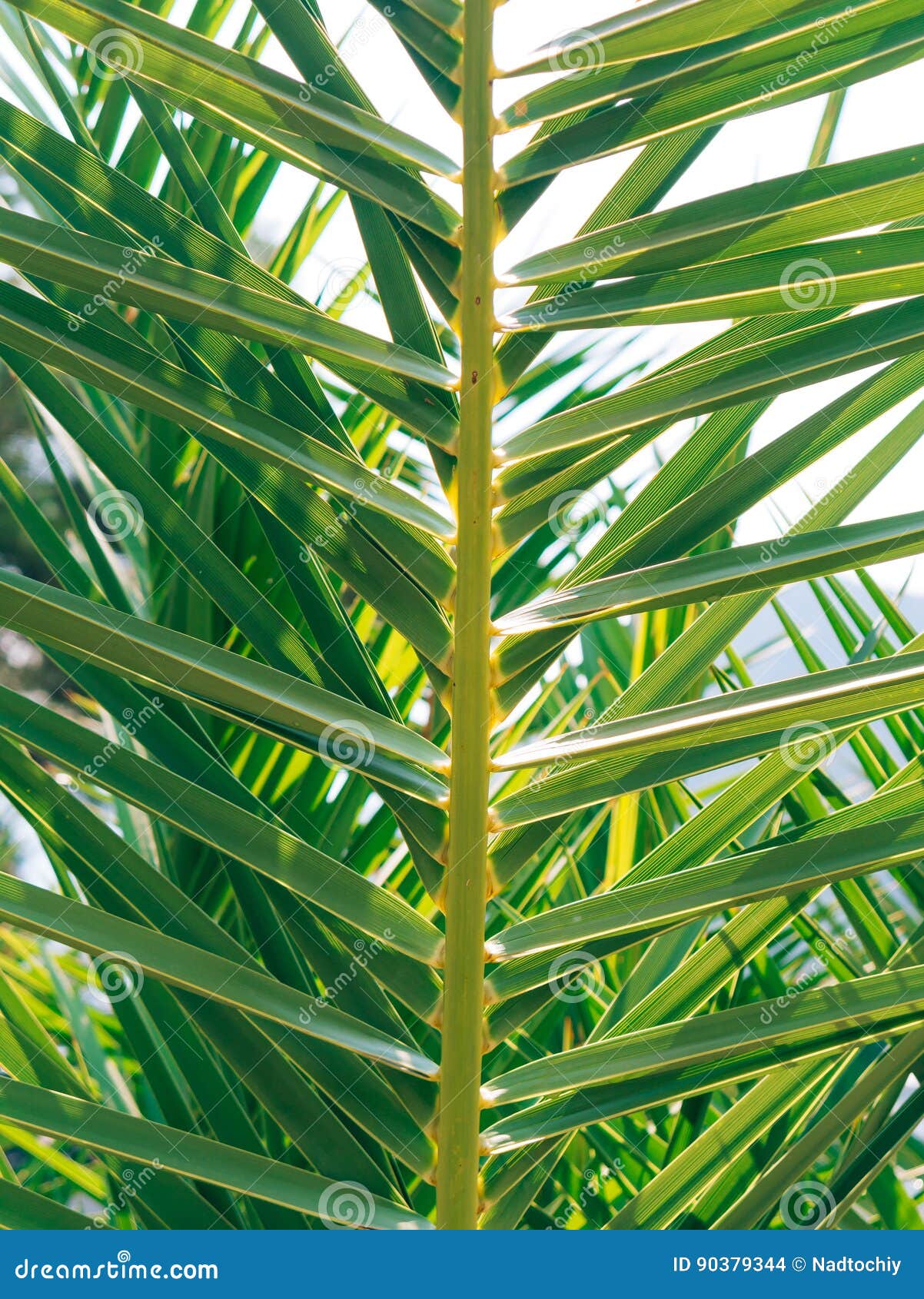 A Branch of a Palm Tree Close-up Stock Photo - Image of bright, exotic ...