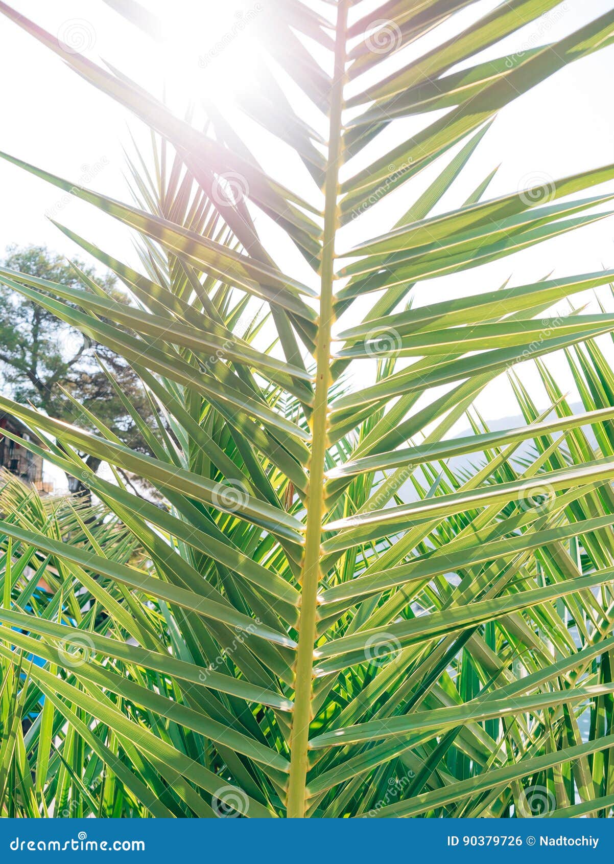 A Branch of a Palm Tree Close-up Stock Photo - Image of forest, beauty ...