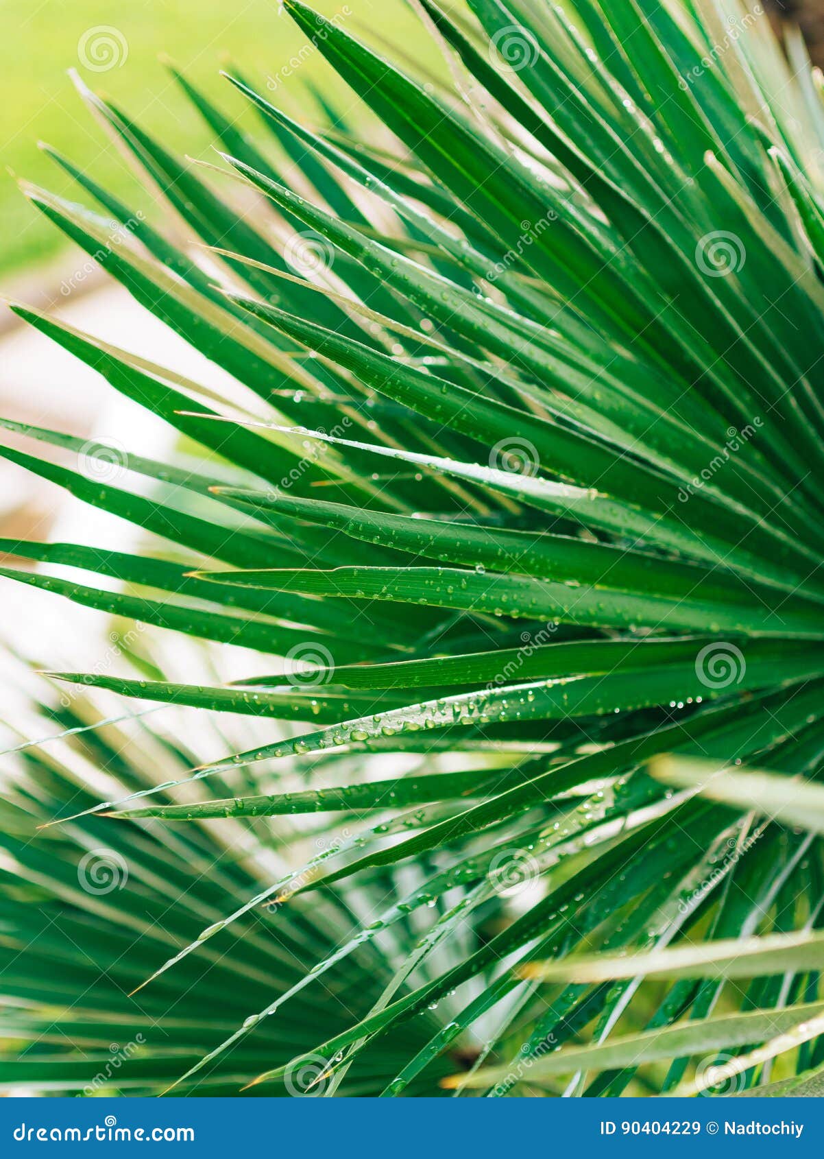 A Branch of a Palm Tree Close-up Stock Image - Image of forest ...