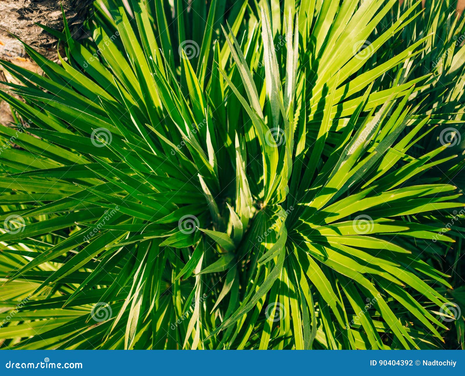 A Branch of a Palm Tree Close-up Stock Photo - Image of bush, freshness ...