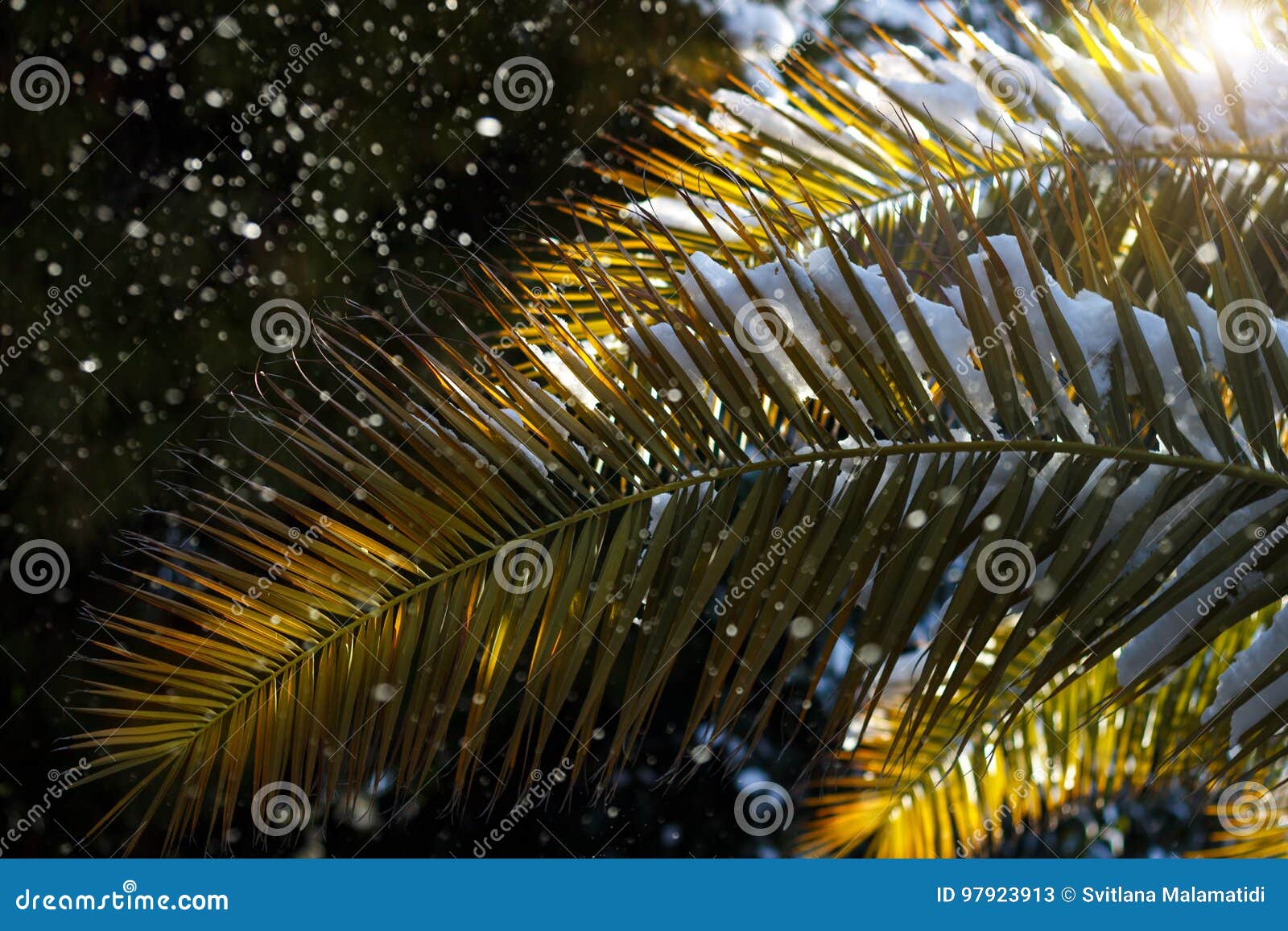 Branch of Palm Tree Covered in Snow Stock Image - Image of frozen ...