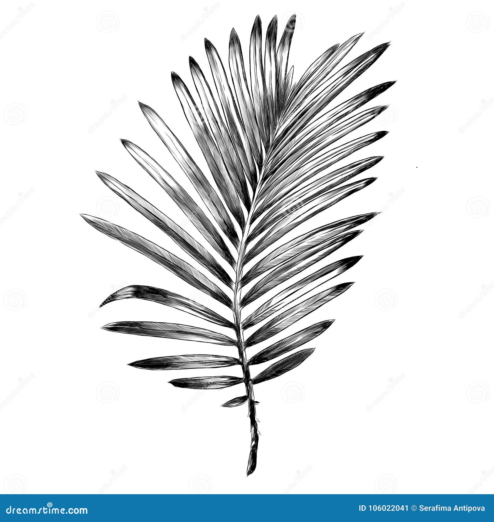 Branch of a Palm Tree Sketch Vector Graphics Stock Vector ...