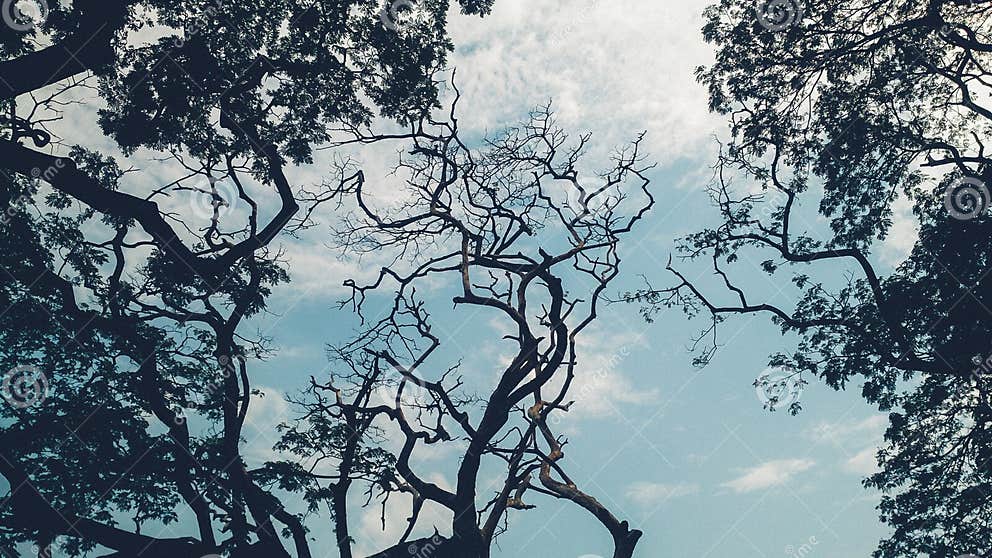 Branch stock photo. Image of growing, plant, branch, nature - 57870638