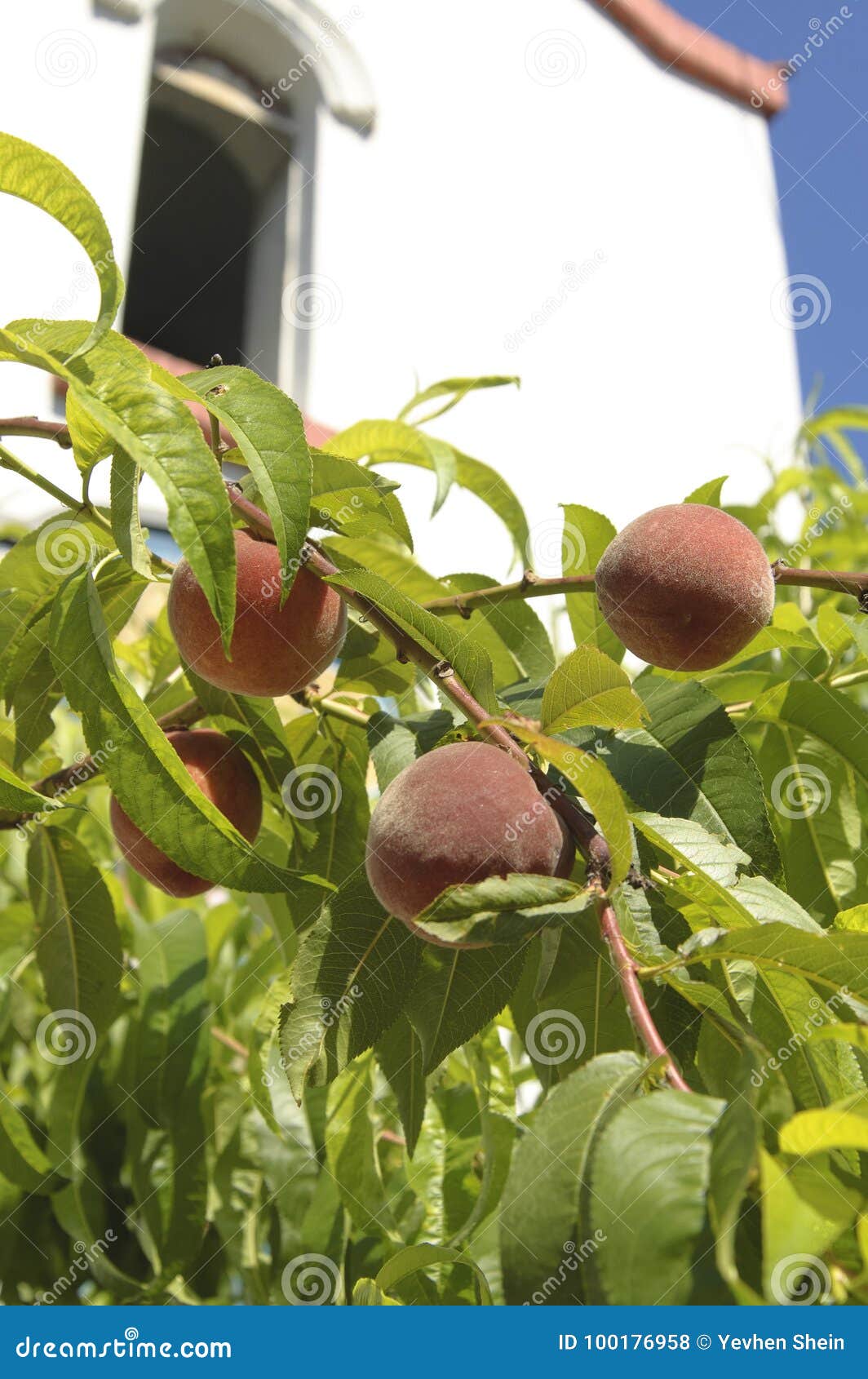 Peach Tree stock photo. Image of tree, fruit, garden - 100176958