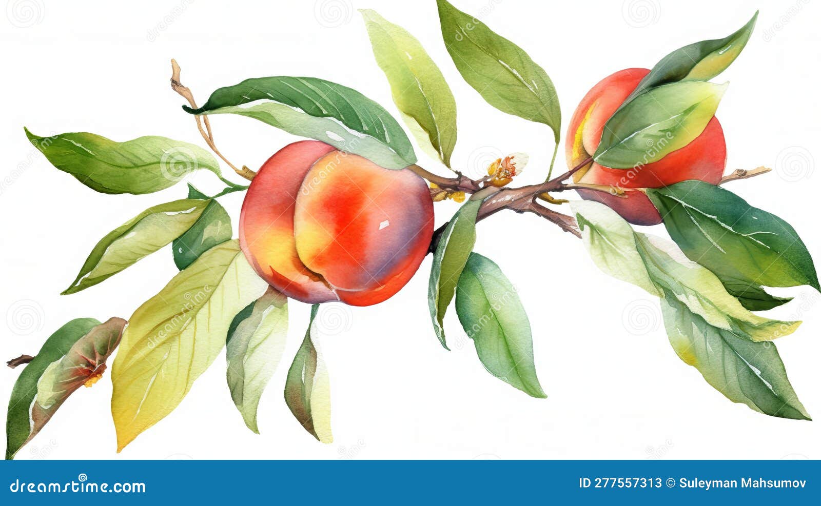 Branch with Peaches. Watercolor Illustration Stock Illustration ...
