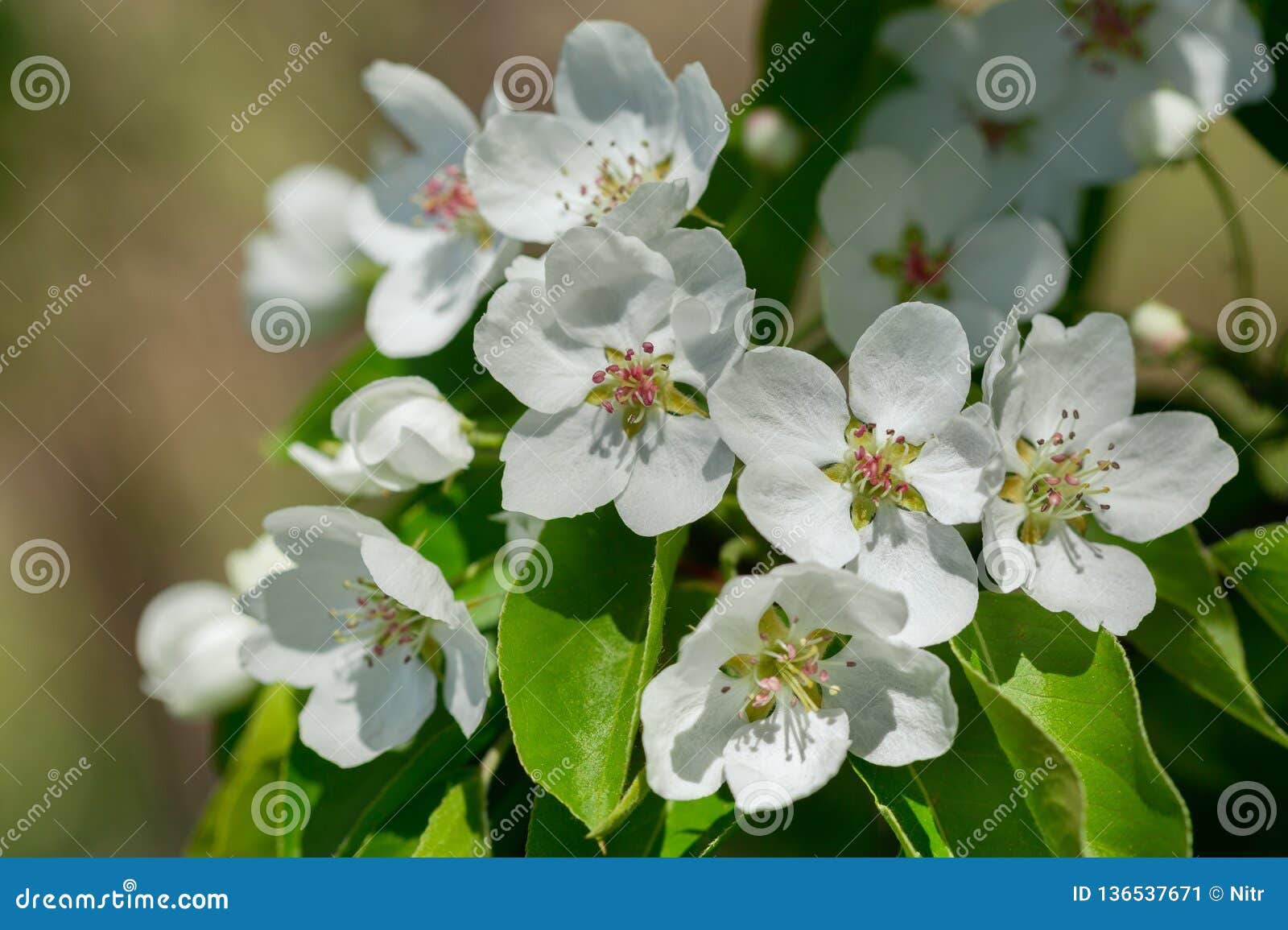 Branch of Pear Blossom. White Flowers on a Tree Stock Image - Image of ...