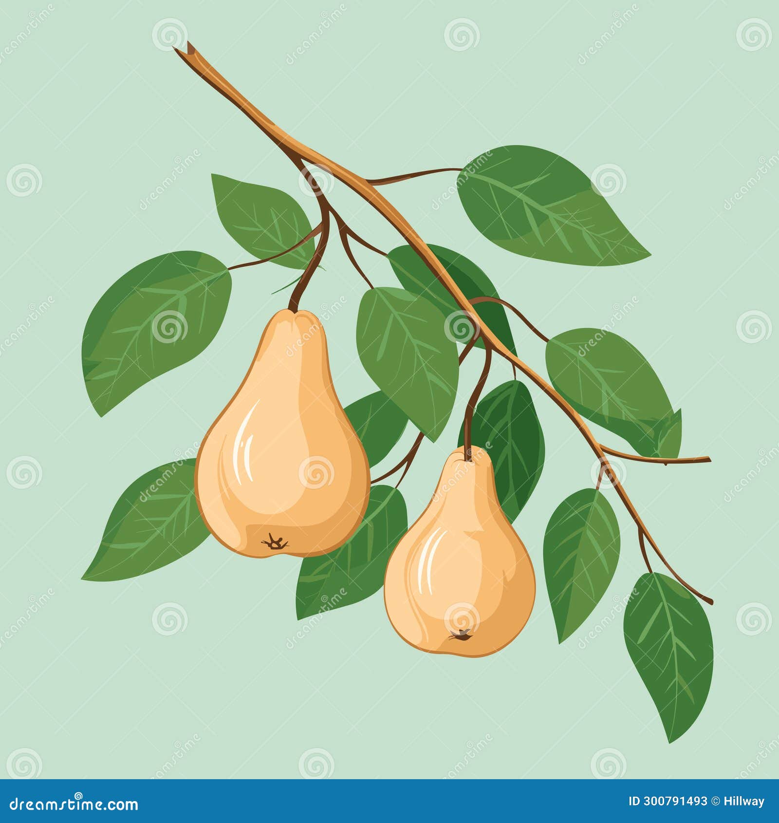 Branch of Pear Tree. Flat Vector Illustration Stock Vector ...