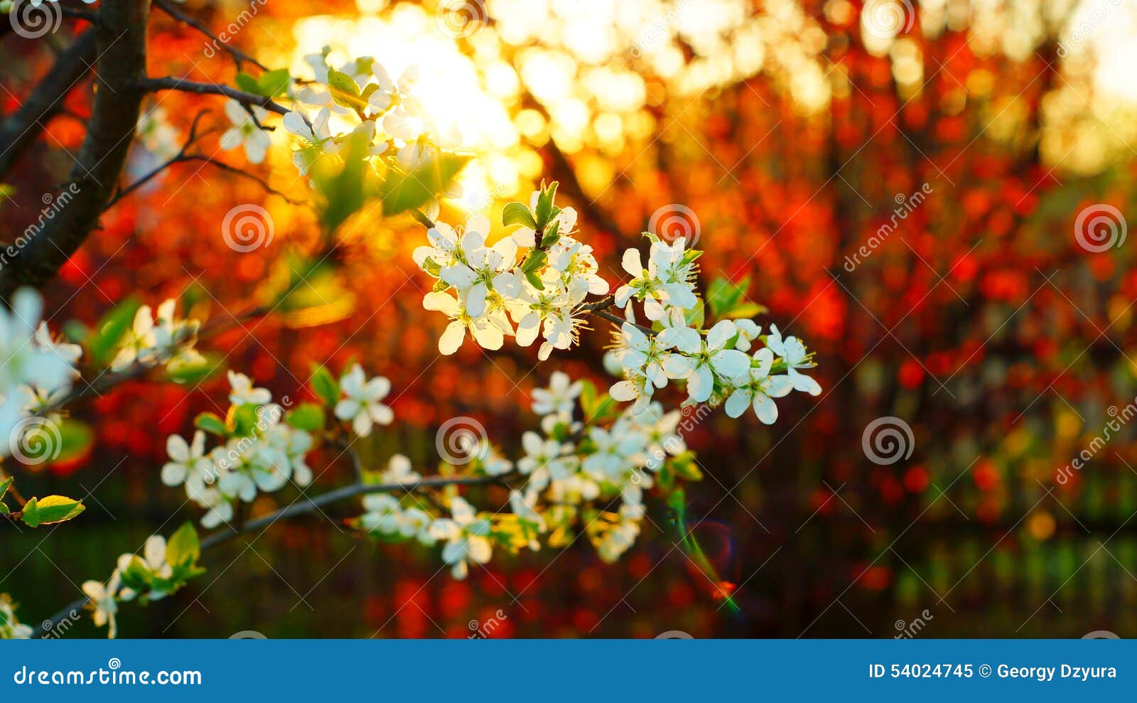 Beautiful Flowering Pear Tree Background Red Hazel Photos - Free ...